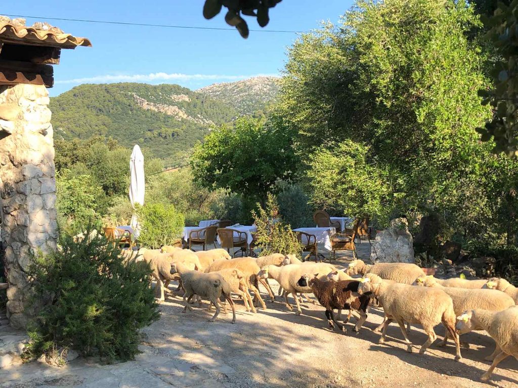 Finca-Hotel Majorca﻿, Country Hotel Mallorca, Eco Finca Farm, Farmhouse ...